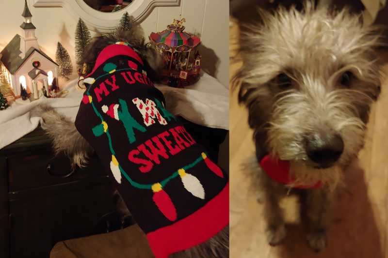 Are You Ready for a Few Happy Mishaps & Prizes? - Chautona Havig